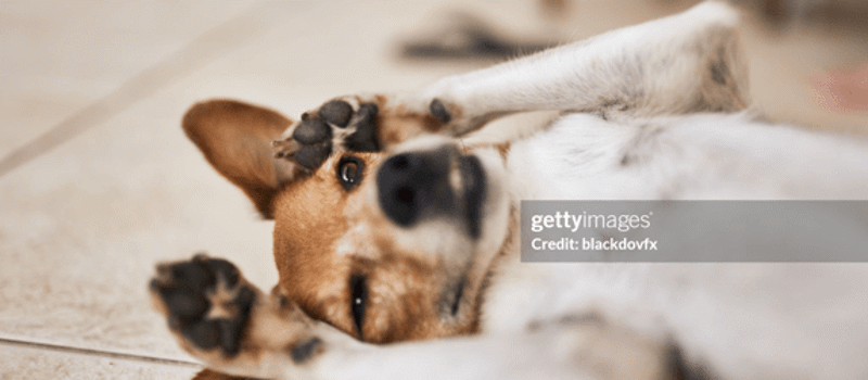 How to Stop a Flea Infestation Before It Starts