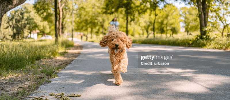 Do Dogs Get Mosquito Bites? How to Protect Your Pup