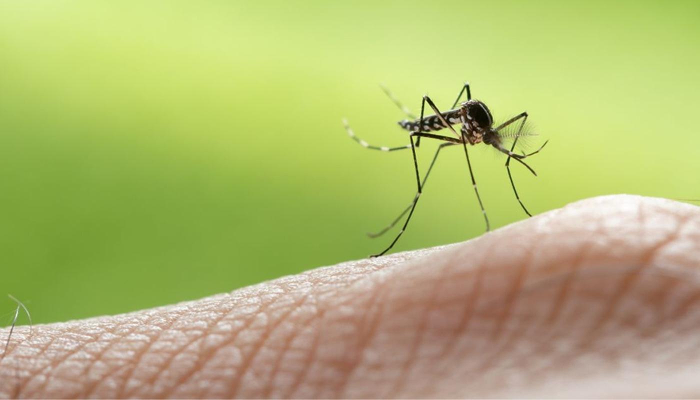 Monroe Mosquito and Tick Control | Mosquito Squad