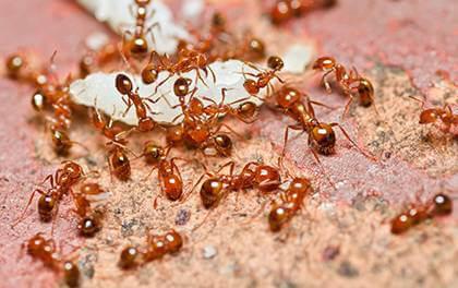 Services | Mosquito Squad of Southern Maine